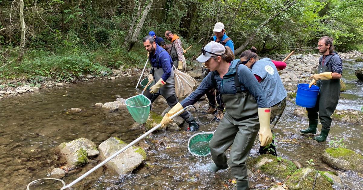 Le chabot commun, poisson rare et discret, indicateur de la qualité des ...
