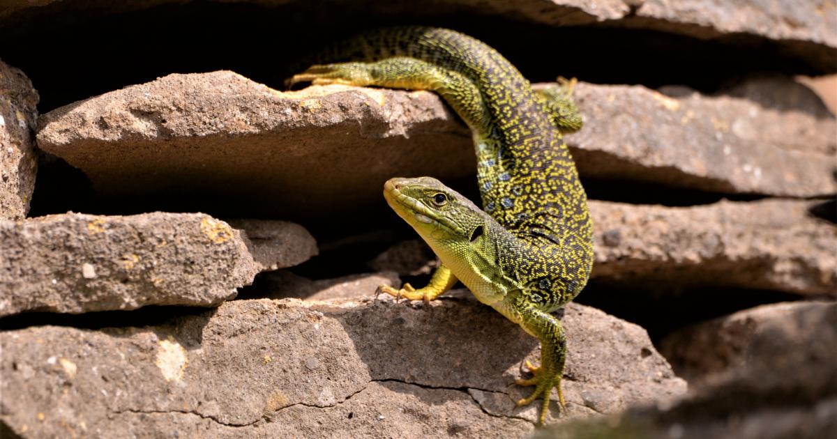 Plus grand d'Europe, le lézard ocellé séduit les viticulteurs des ...